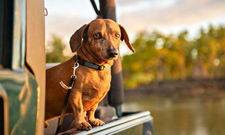 A Guide for Off-Roading with Your Dog – AM Off-Road