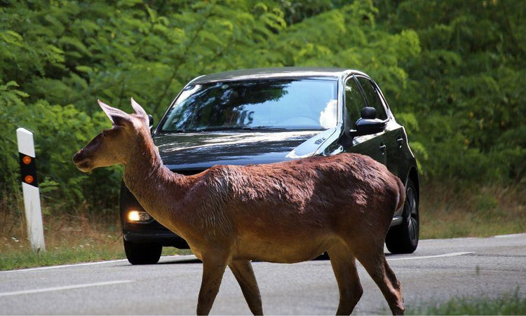 Tips to Avoid Hitting Deer and Reduce Vehicle Damage – AM Off-Road